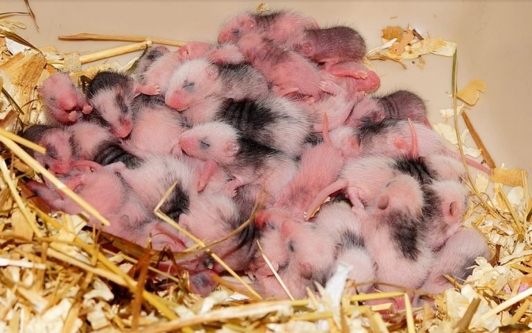Muizen als huisdier vragen ook aandacht - Knaagdieren en hun leefwereld