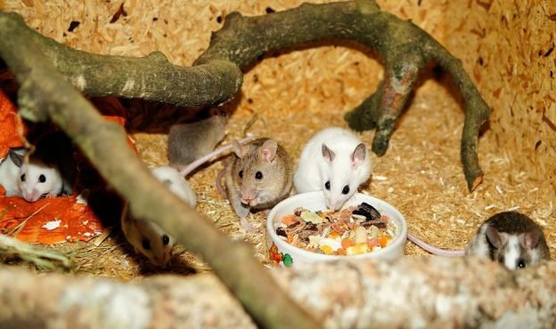 Muizen als huisdier vragen ook aandacht - Knaagdieren en hun leefwereld
